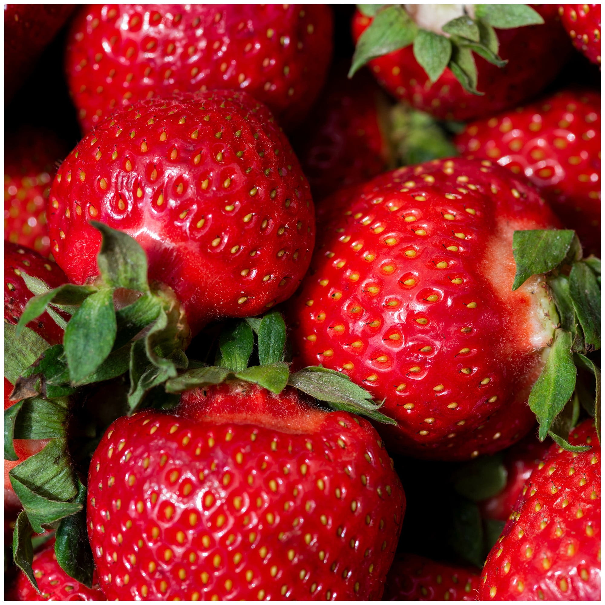 Eversweet Strawberry Bareroot Plants (20-Pack), Everbearing Live Plants ...