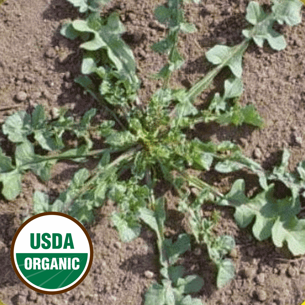 Everwilde Farms - 1/4 Lb Organic Arugula Herb Seeds - Gold Vault Bulk ...