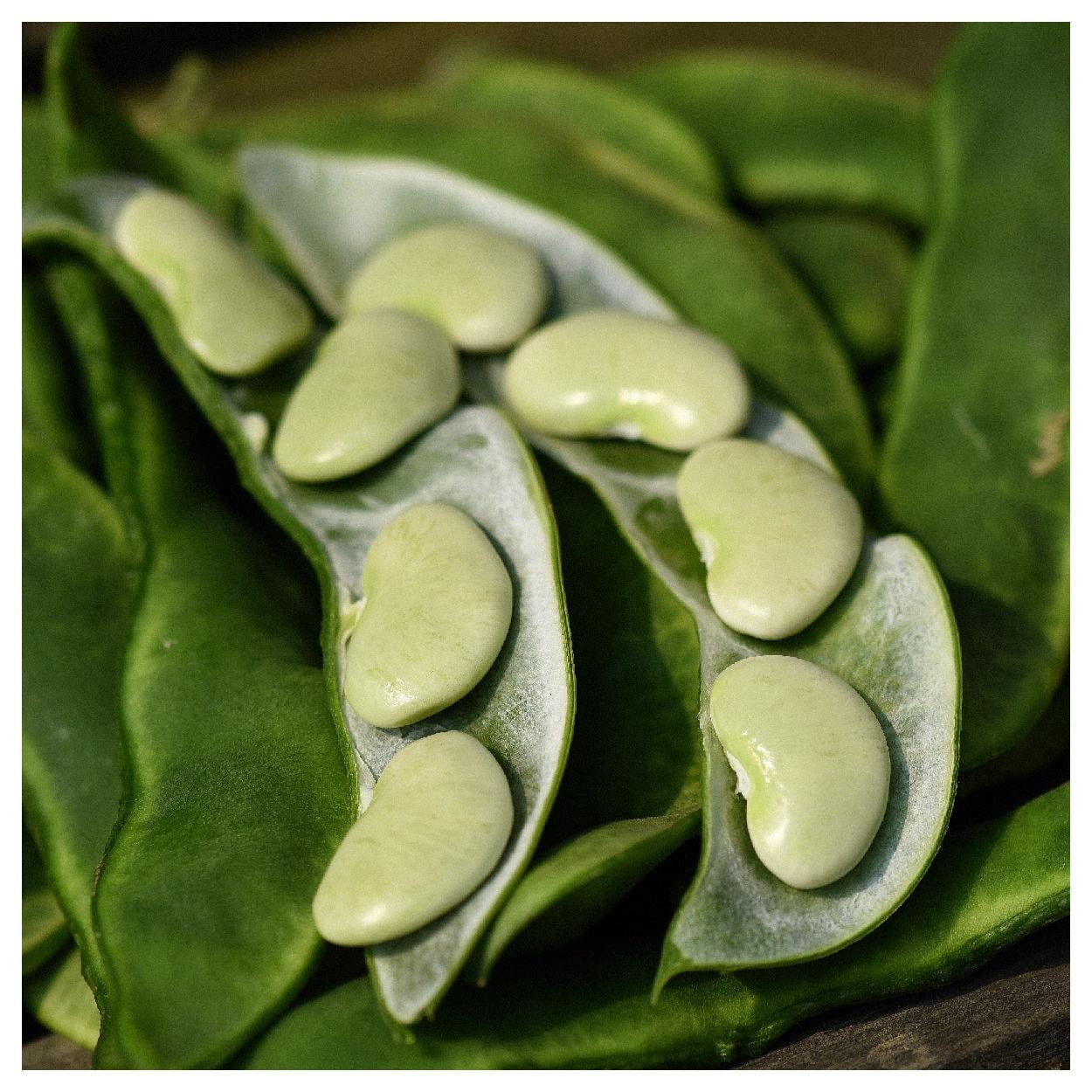 Everwilde Farms - 1/4 lb Baby Fordhook Lima Bean Seeds - Gold Vault ...