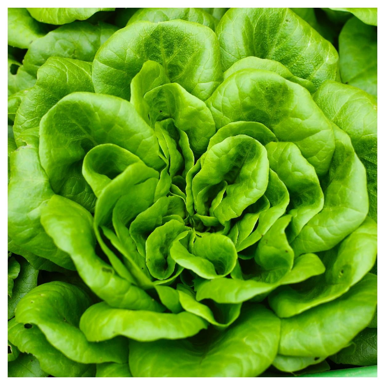 Everwilde Farms - 1/4 lb Bibb Butterhead Lettuce Seeds - Gold Vault ...