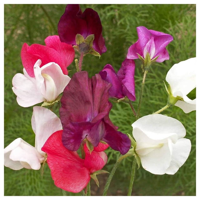 Everwilde Farms - 1/4 lb Bijou Mixed Sweet Pea Garden Flower Seeds ...