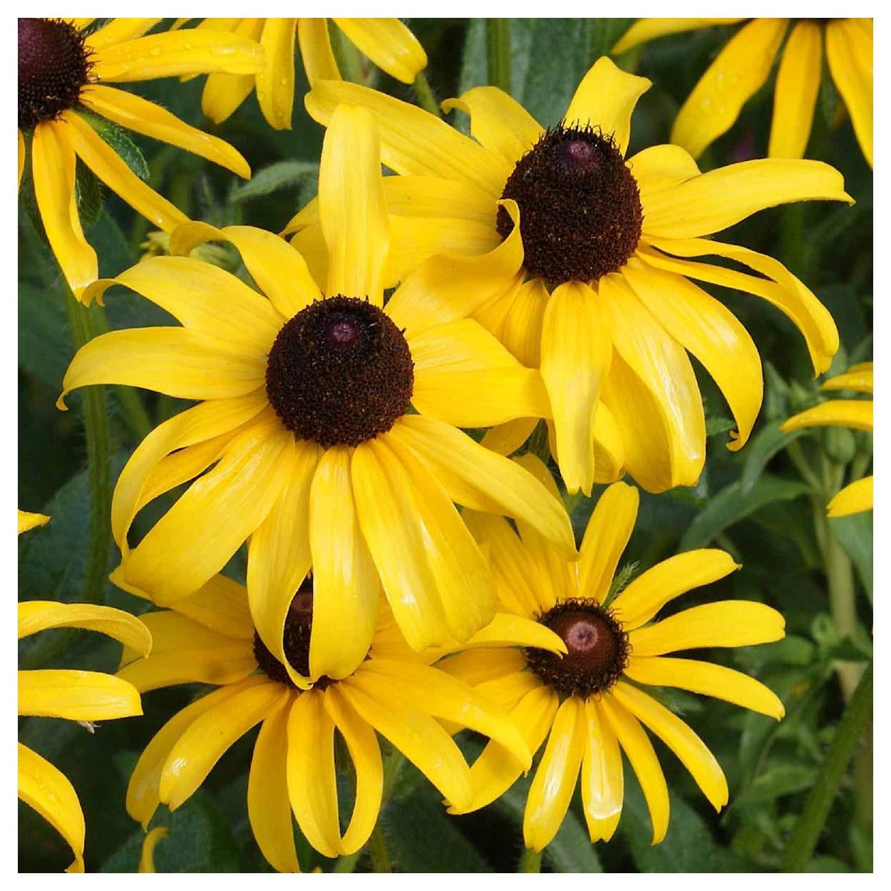 Everwilde Farms 1/4 lb Black Eyed Susan Flower Seeds, Resealable Mylar ...