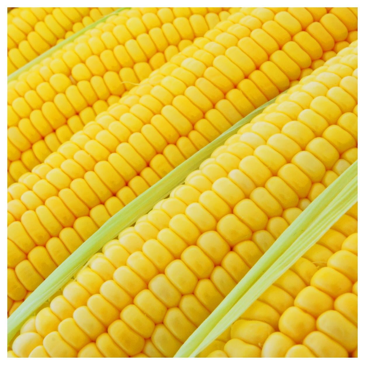 Everwilde Farms Bodacious F1 Hybrid Yellow Sweet Corn Plant Seeds ...