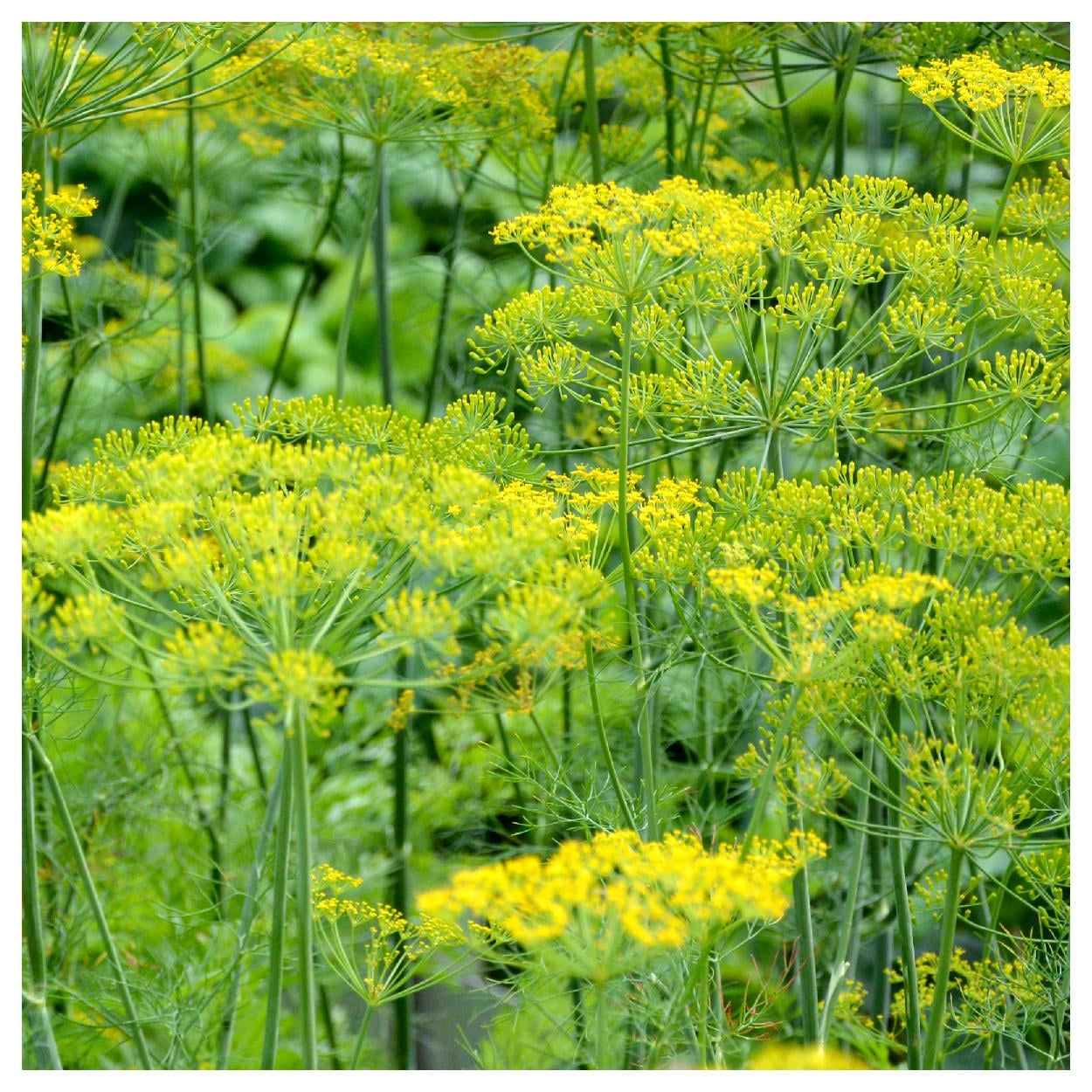 Everwilde Farms - 1/4 lb Bouquet Dill Herb Seeds - Gold Vault Bulk Seed ...
