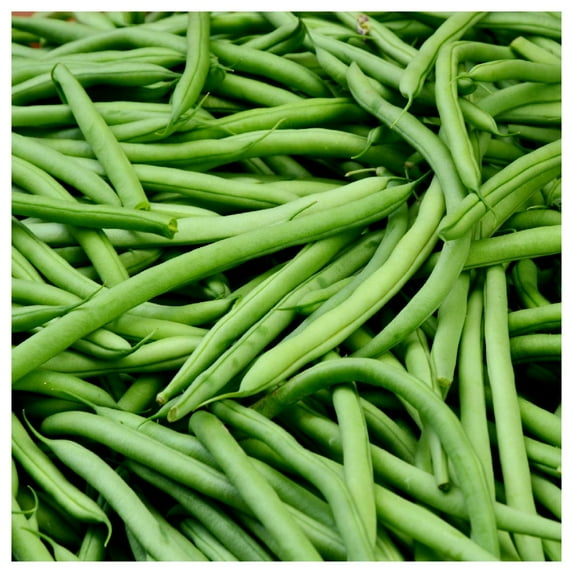 Everwilde Farms - 1/4 lb Burpee Stringless Green Bush Bean Seeds - Gold ...