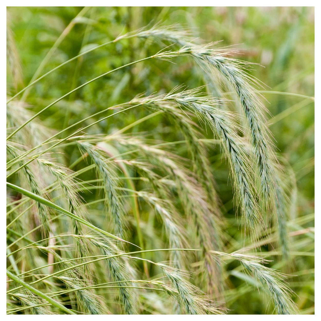 Everwilde Farms - 1/4 lb Canada Wild Rye Native Grass Seeds - Gold ...