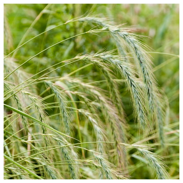Everwilde Farms - 1/4 lb Canada Wild Rye Native Grass Seeds - Gold ...