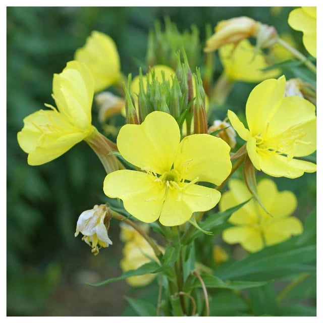 Everwilde Farms - 1/4 lb Common Evening Primrose Garden Flower Seeds ...