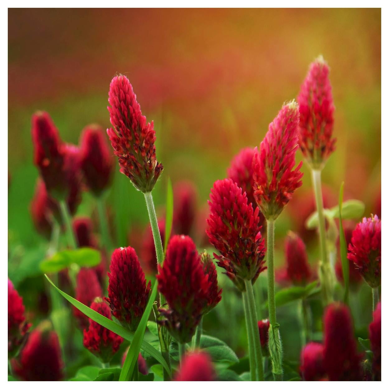 Everwilde Farms - 1/4 lb Crimson Clover Garden Flower Seeds - Gold ...