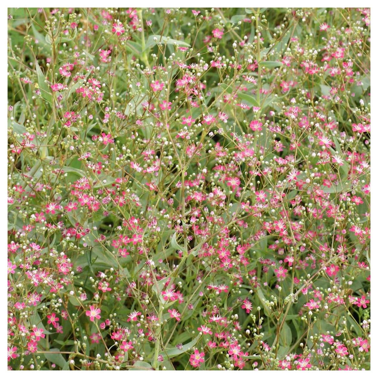 Everwilde Farms - 1/4 lb Deep Carmine Babys Breath Garden Flower Seeds ...