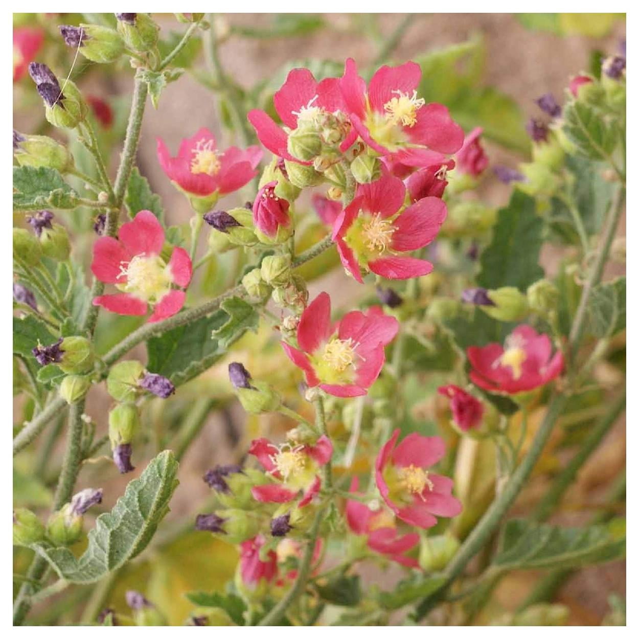 Everwilde Farms - 1/4 lb Desert Globemallow Native Wildflower Seeds ...