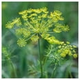 Everwilde Farms - 1/4 lb Dukat Dill Herb Seeds - Gold Vault Bulk Seed ...