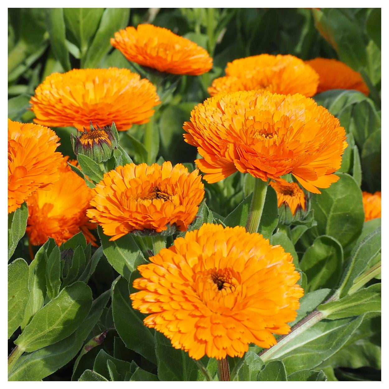 Everwilde Farms - 1/4 lb English Marigold Garden Flower Seeds - Gold ...