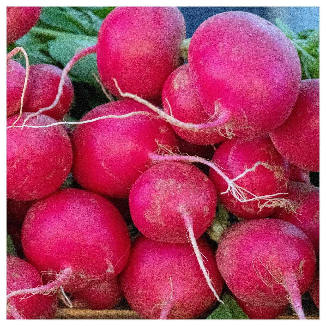 Everwilde Farms - 1/4 lb German Giant Radish Seeds - Gold Vault Bulk ...