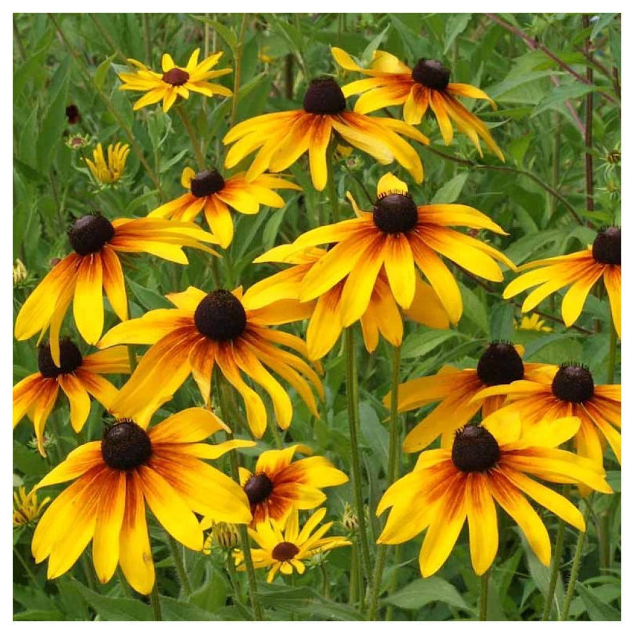 Everwilde Farms - 1/4 lb Gloriosa Daisy Garden Flower Seeds - Gold ...