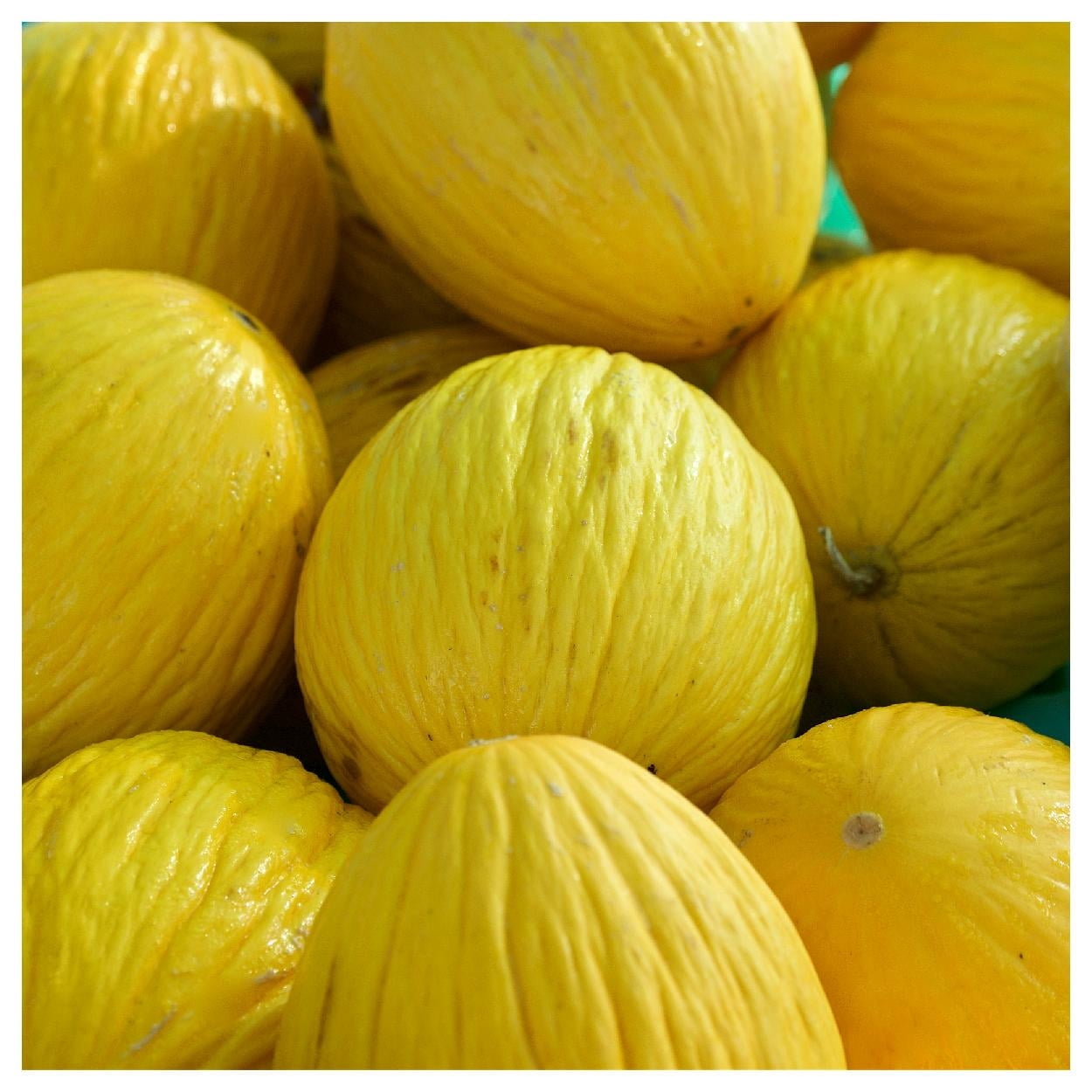 Everwilde Farms - 1/4 lb Golden Beauty Casaba Melon Seeds - Gold Vault Bulk Seed Packet ...