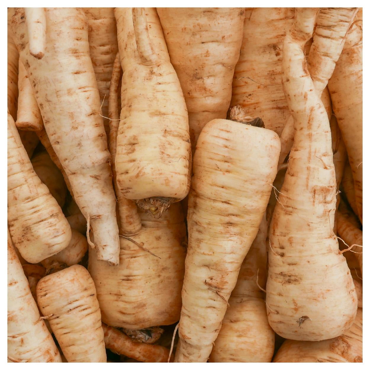 Everwilde Farms - 1/4 lb Hollow Crown Parsnip Seeds - Gold Vault Bulk ...