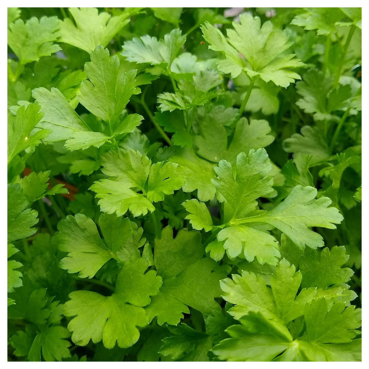 Everwilde Farms - 1/4 lb Italian Giant Parsley Seeds - Gold Vault Bulk ...
