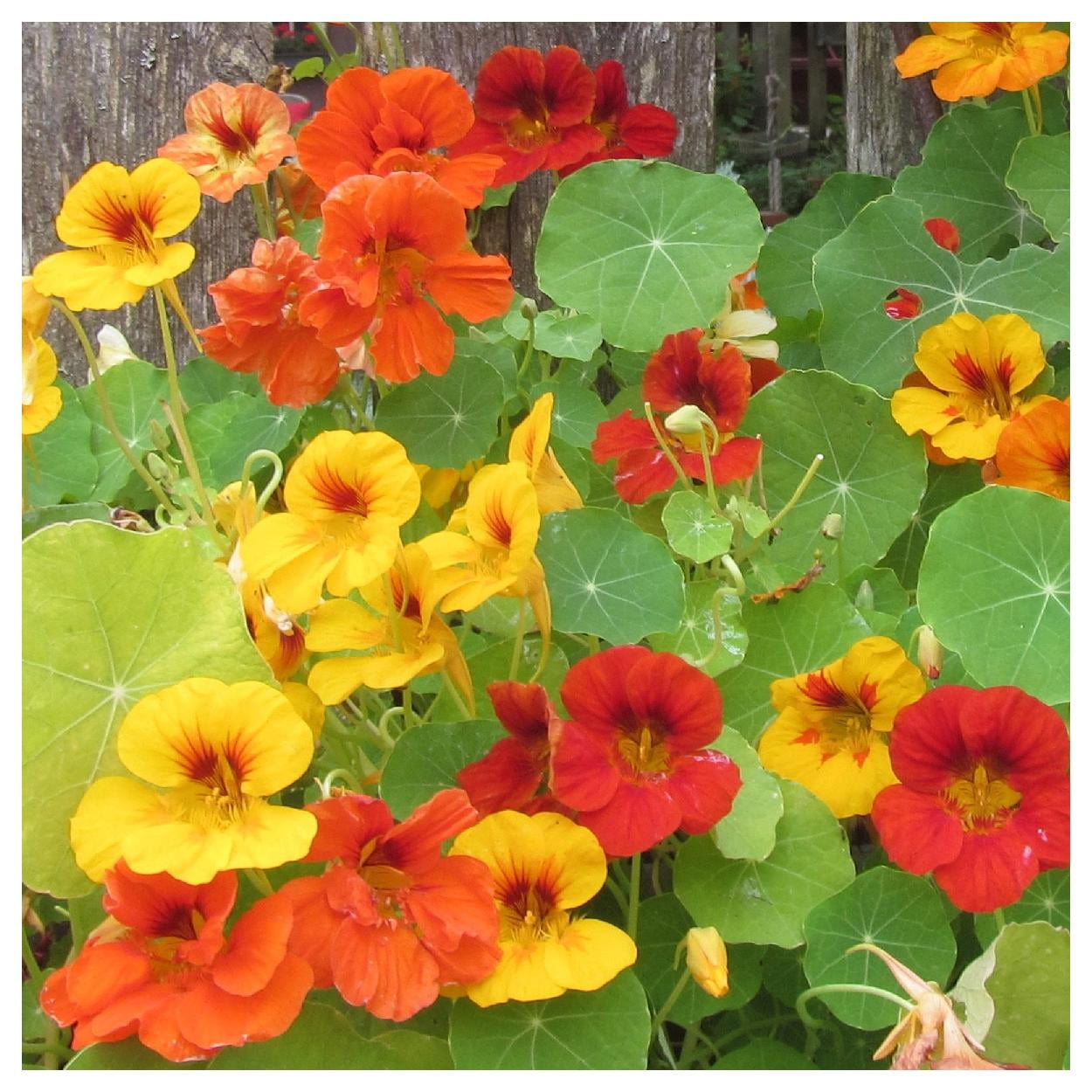 Everwilde Farms - 1/4 lb Jewel Mixed Nasturtium Garden Flower Seeds ...