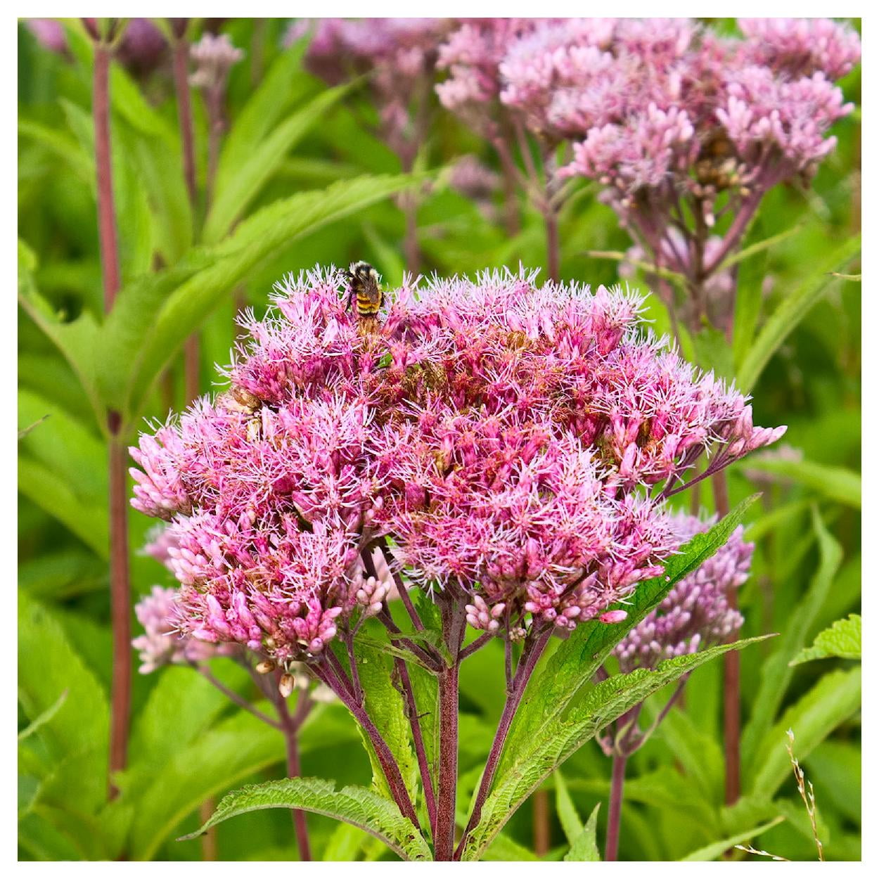 Everwilde Farms - 1/4 lb Joe Pye Weed Native Wildflower Seeds - Gold ...