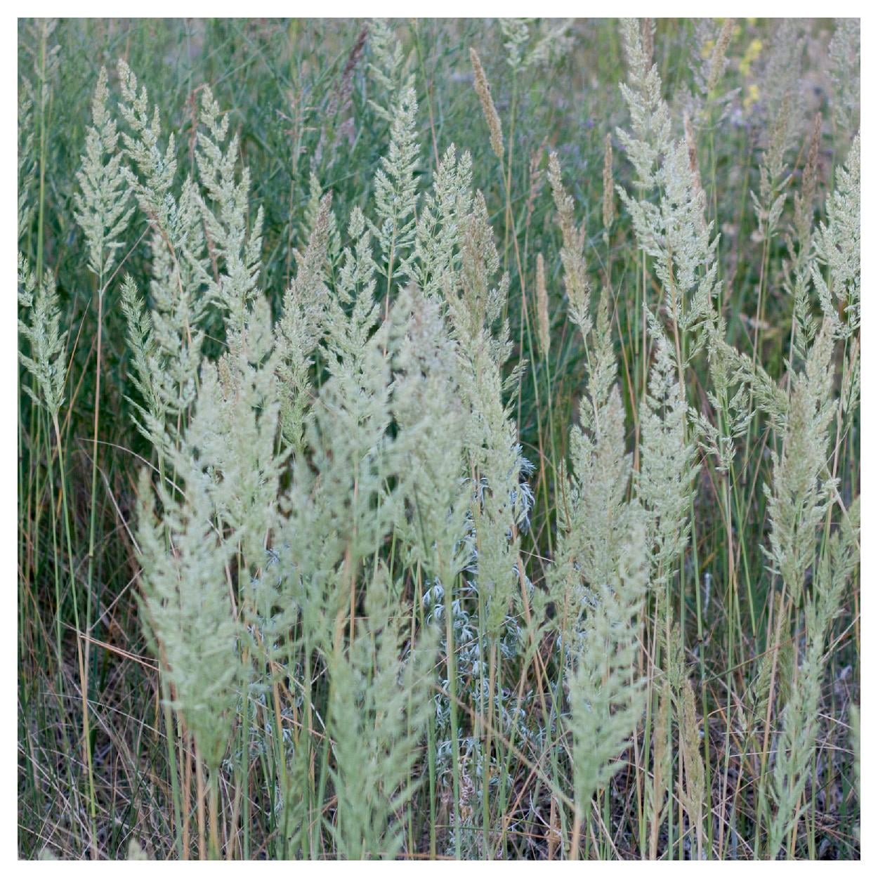 Everwilde Farms - 1/4 lb June Grass Native Grass Seeds - Gold Vault ...