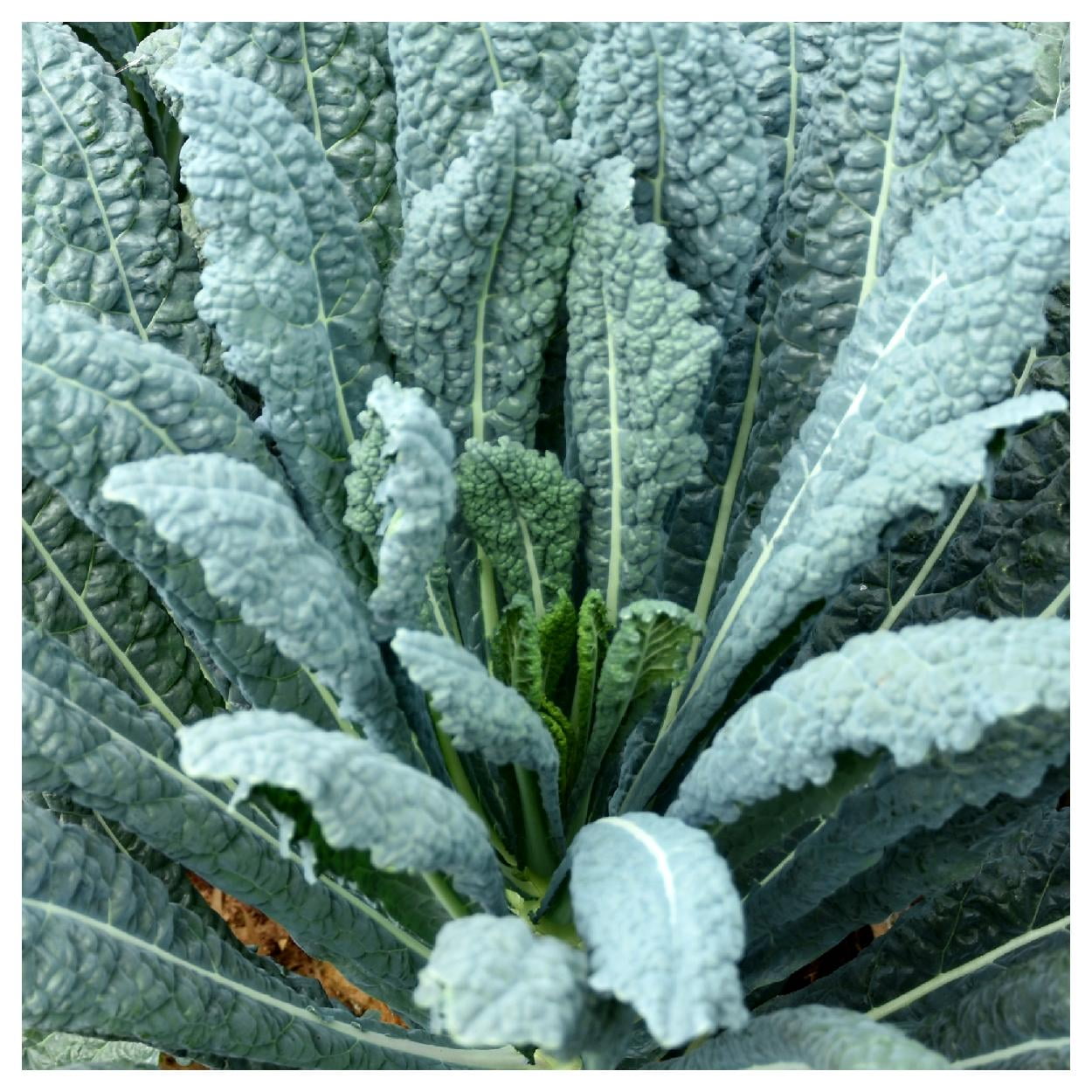 Everwilde Farms - 1/4 lb Lacinato Kale Seeds - Gold Vault Bulk Seed ...