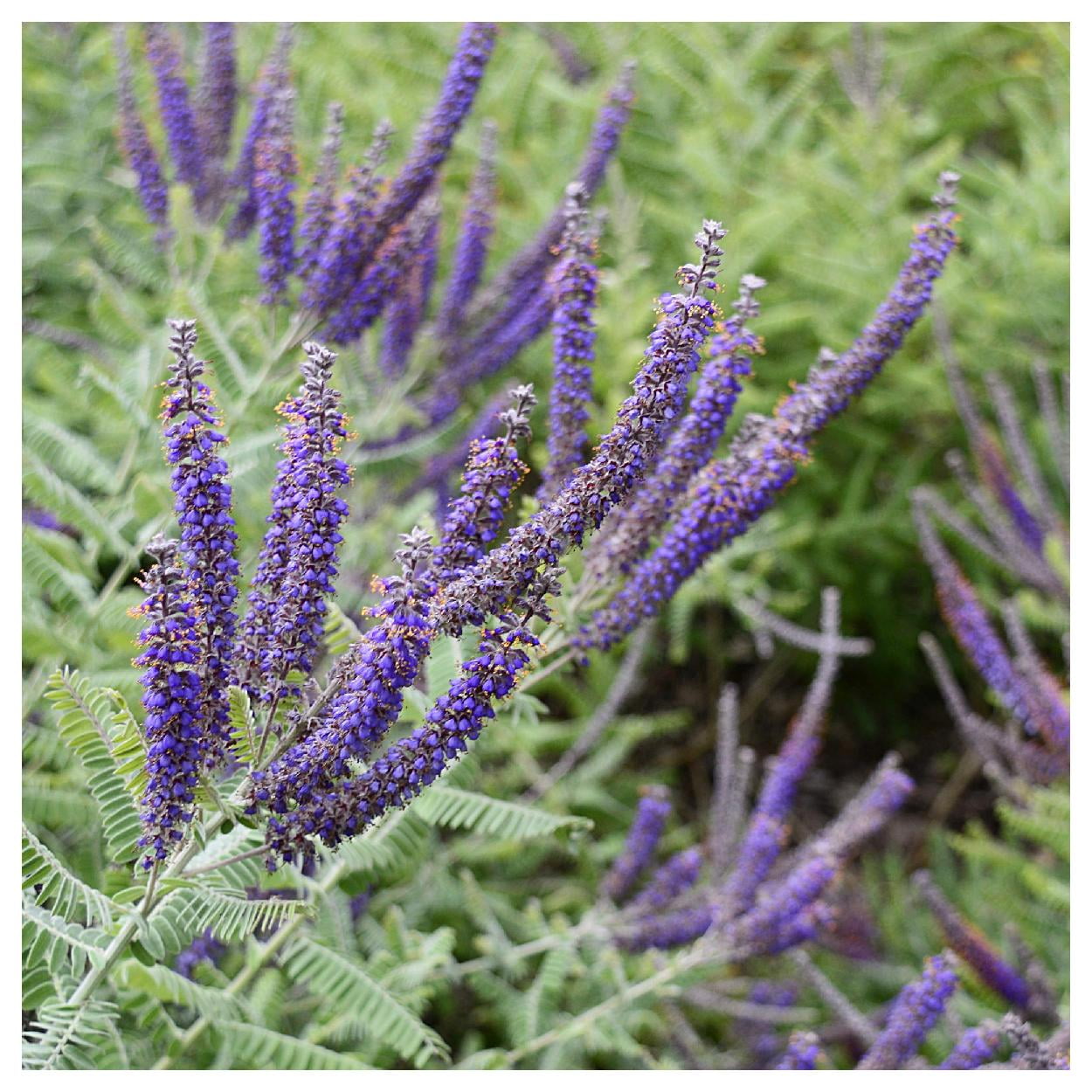 Everwilde Farms - 1/4 lb Lead Plant Native Wildflower Seeds - Gold ...