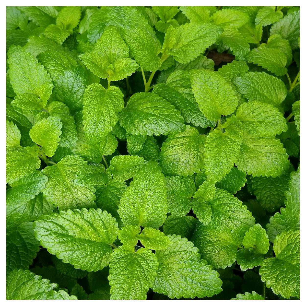 Everwilde Farms - 1/4 lb Lemon Balm Herb Seeds - Gold Vault Bulk Seed ...