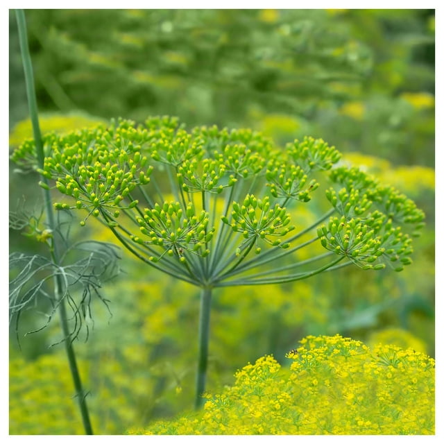 Everwilde Farms - 1/4 lb Mammoth Long Island Dill Herb Seeds - Gold ...