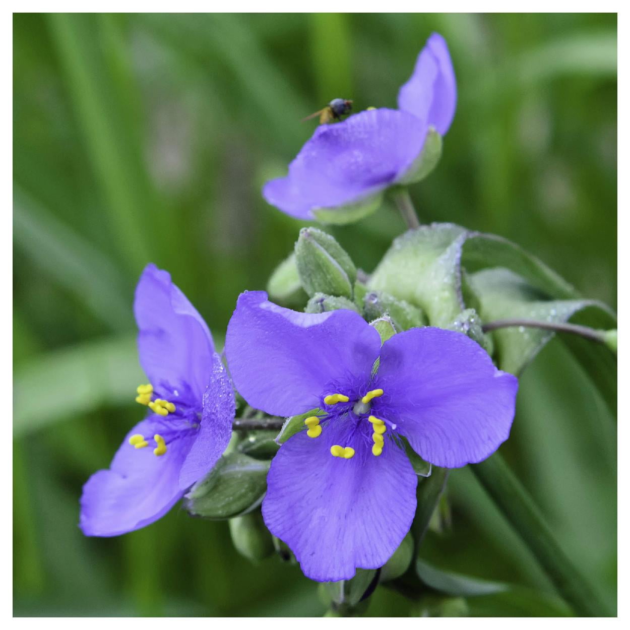 Everwilde Farms - 1/4 lb Ohio Spiderwort Native Wildflower Seeds - Gold ...