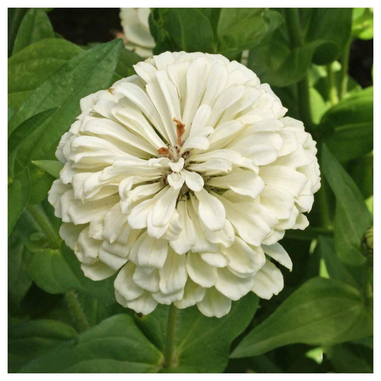 Everwilde Farms - 1/4 lb Polar Bear Zinnia Garden Flower Seeds - Gold ...
