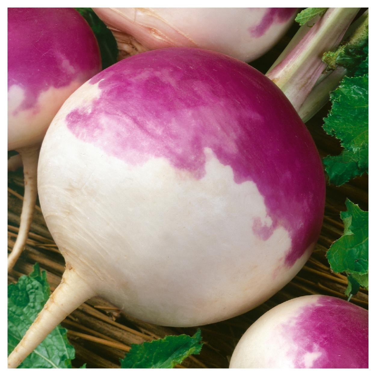 Everwilde Farms 1/4 lb Purple Top White Globe Turnip Seeds, Open ...