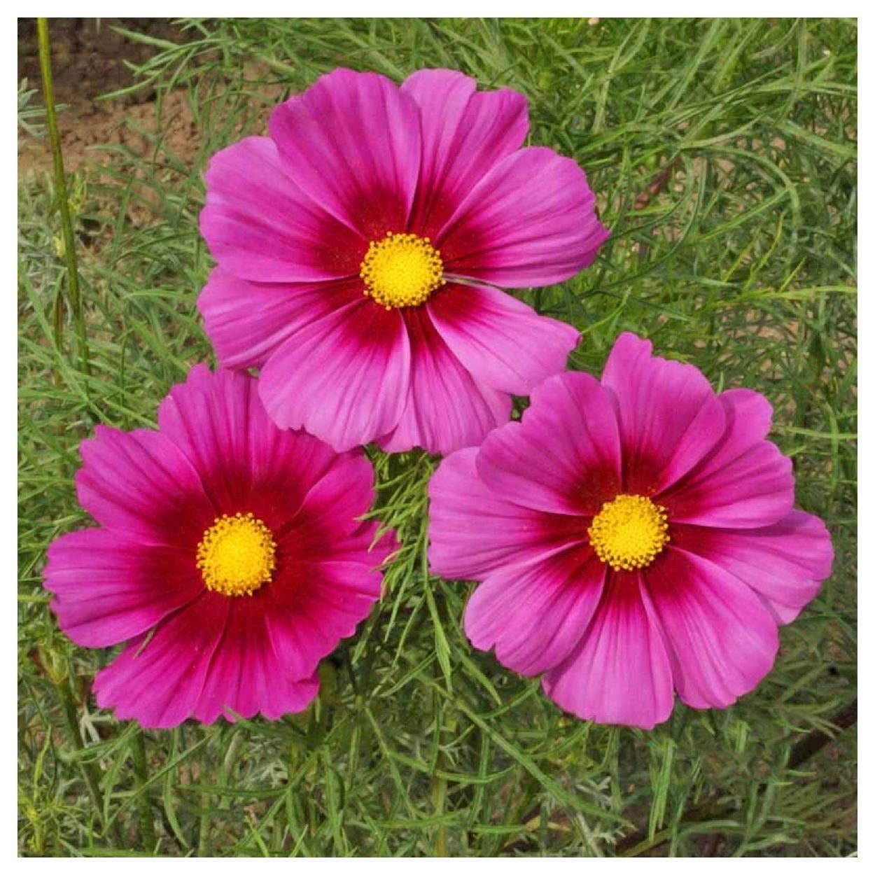 Everwilde Farms - 1/4 lb Radiance Cosmos Garden Flower Seeds - Gold ...
