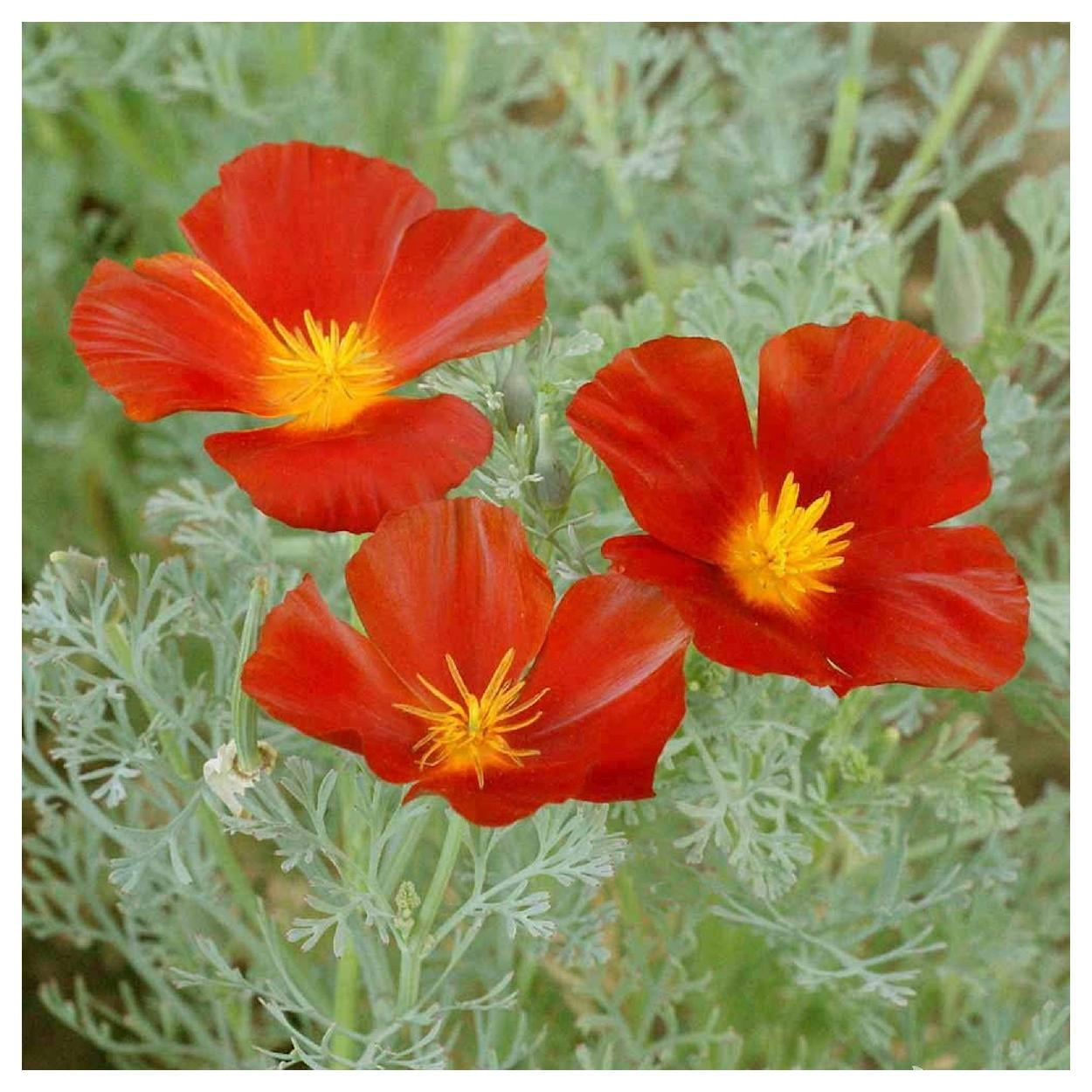 Everwilde Farms - 1/4 lb Red Chief California Poppy Garden Flower Seeds ...