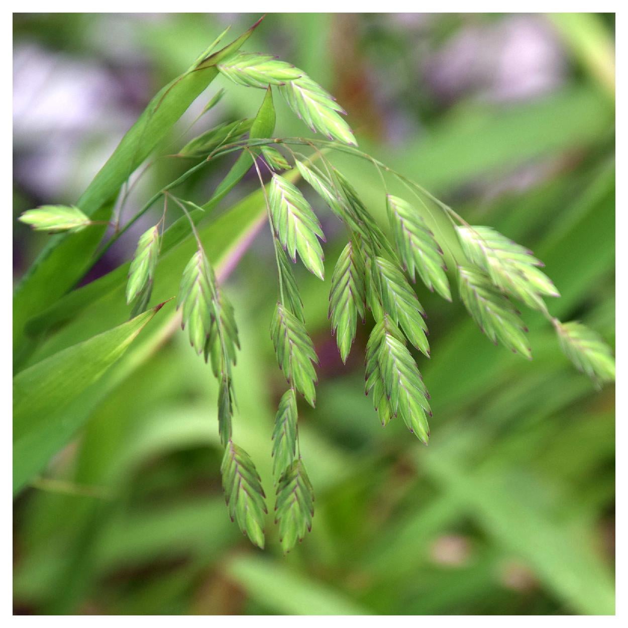 Everwilde Farms - 1/4 lb River Oats Native Grass Seeds - Gold Vault ...