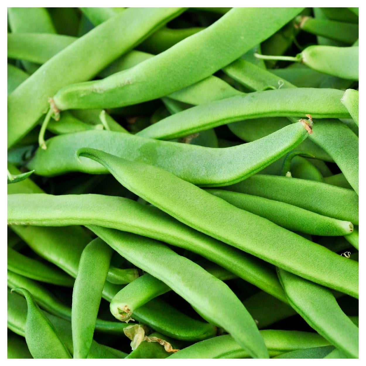 Everwilde Farms 1/4 lb Roma II Green Bush Bean Seeds, Open Pollinated ...