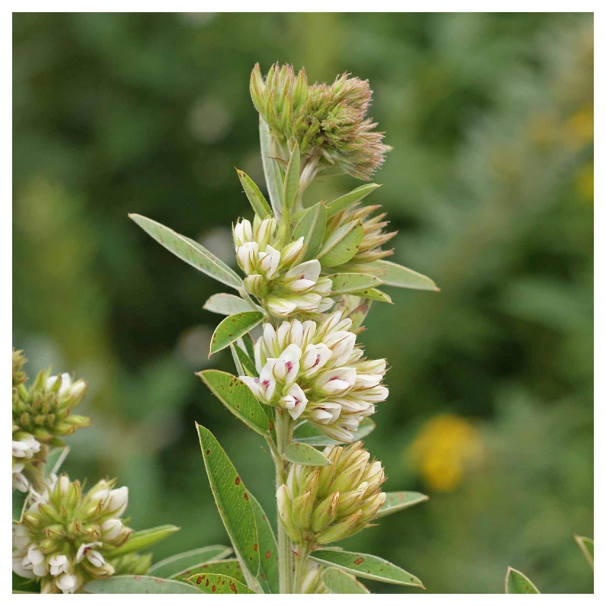 Everwilde Farms - 1/4 lb Round Headed Bush Clover Native Wildflower ...