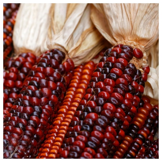 Everwilde Farms - 1/4 lb Ruby Red Ornamental Corn Seeds (Treated ...
