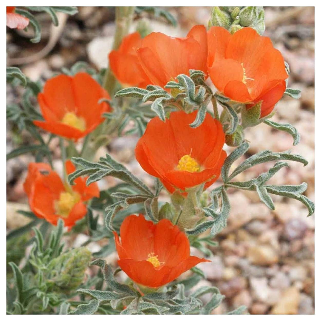 Everwilde Farms - 1/4 lb Scarlet Globemallow Native Wildflower Seeds ...