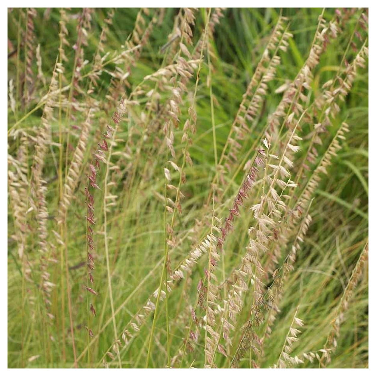 Everwilde Farms - 1/4 lb Side Oats Grama Native Grass Seeds - Gold ...