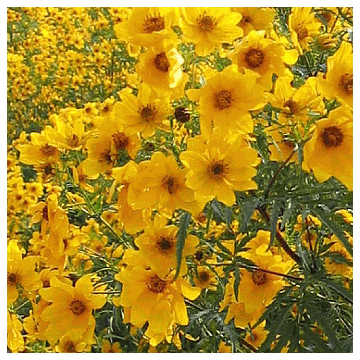 Everwilde Farms - 1/4 lb Swamp Marigold Native Wildflower Seeds - Gold ...