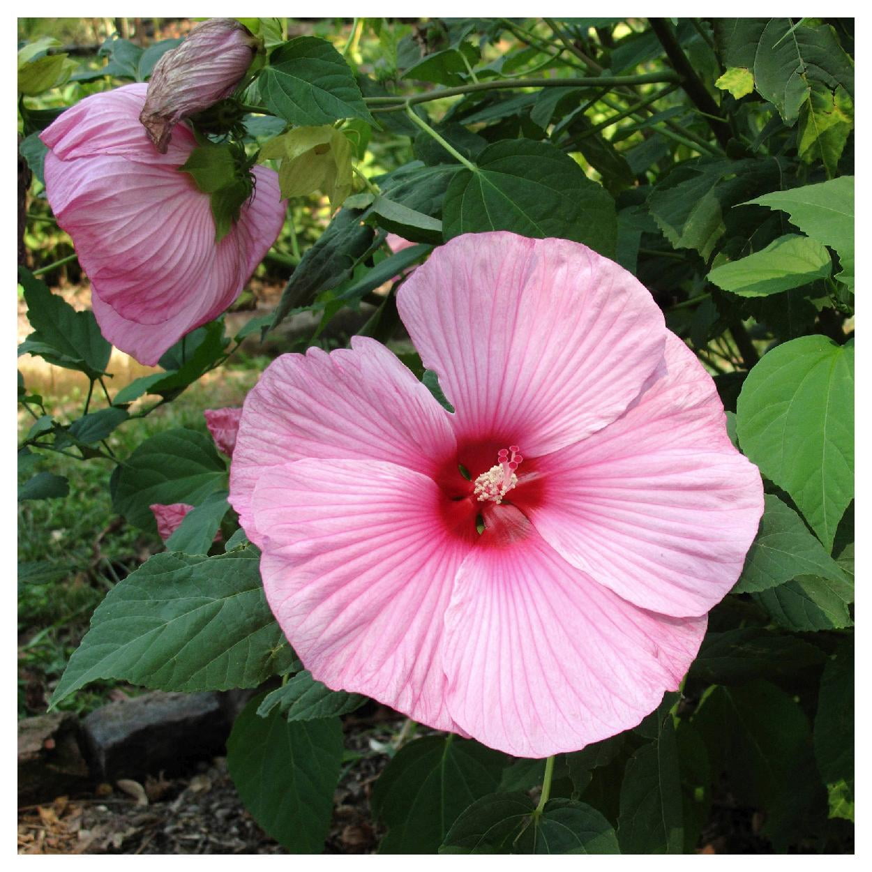 Everwilde Farms - 1/4 lb Swamp Rose Mallow Native Wildflower Seeds ...