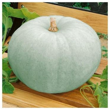 Sweet Meat Winter Squash Garden Seeds - 5 g Packet - Heirloom, Non-GMO ...