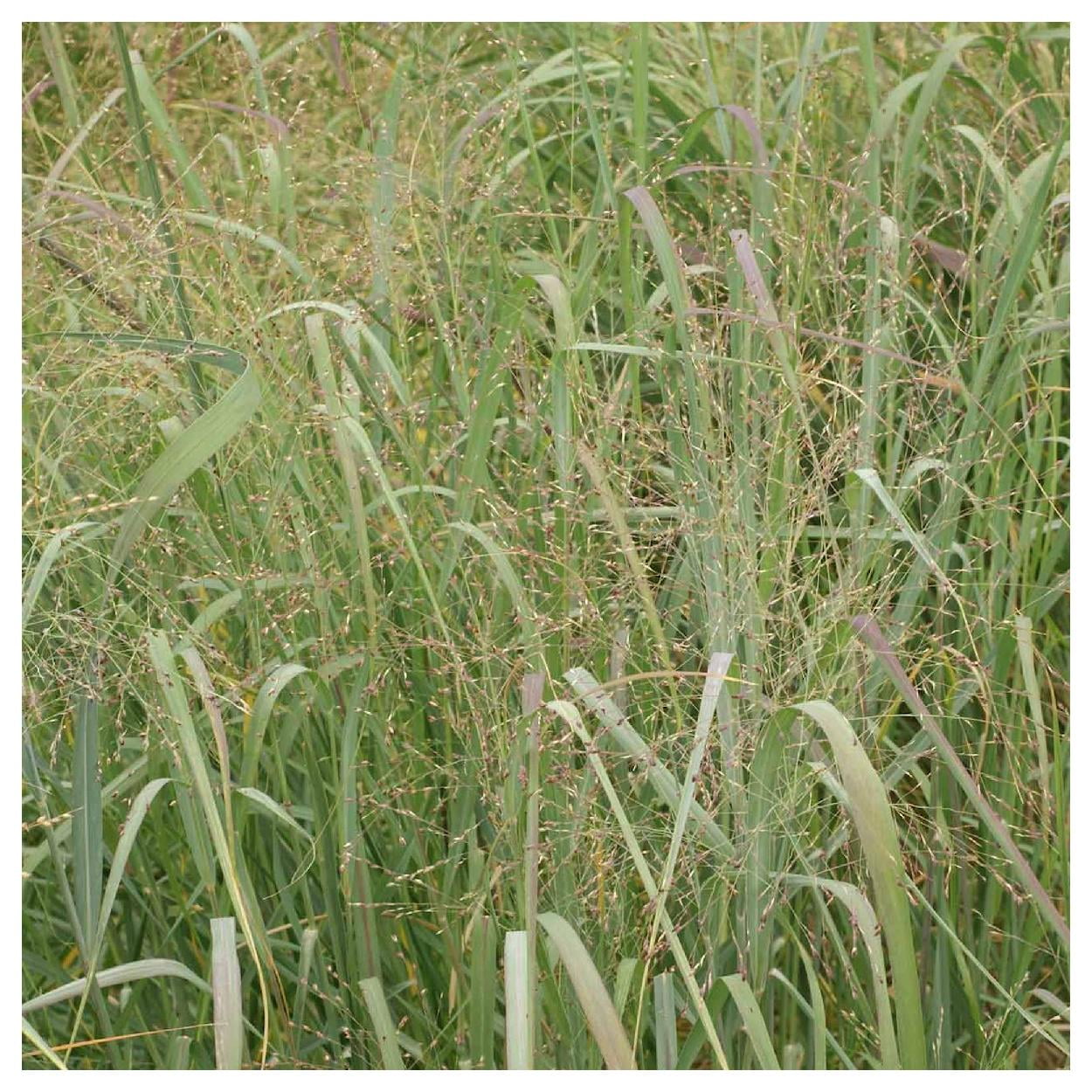 Everwilde Farms - 1/4 lb Switch Grass Native Grass Seeds - Gold Vault ...