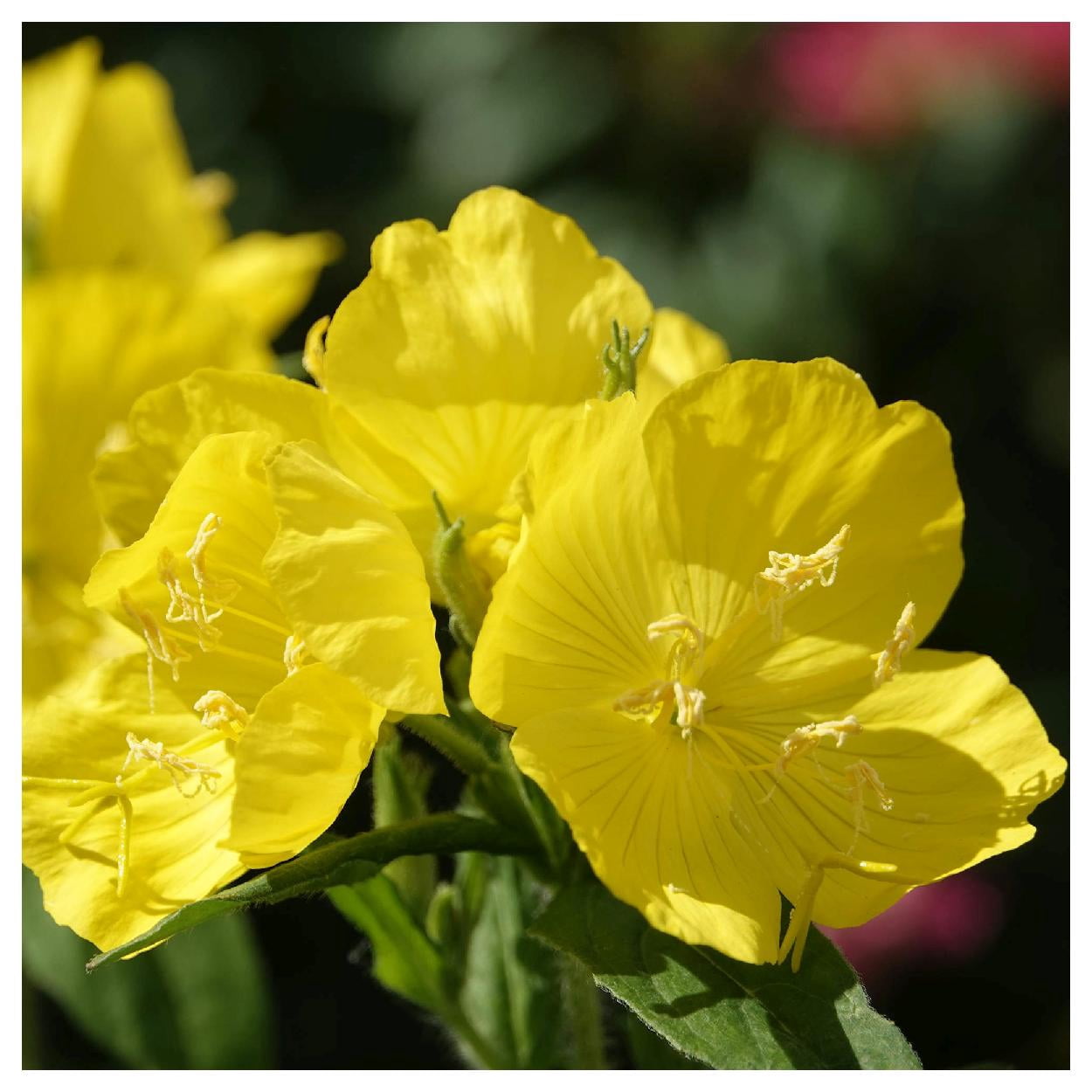 Everwilde Farms - 1/4 lb Tall Evening Primrose Native Wildflower Seeds ...