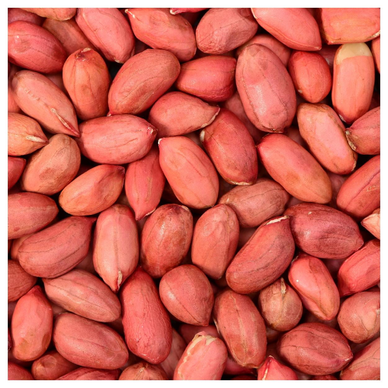 Everwilde Farms Red Peanut Plant Seeds, Open Pollinated Heirloom ...