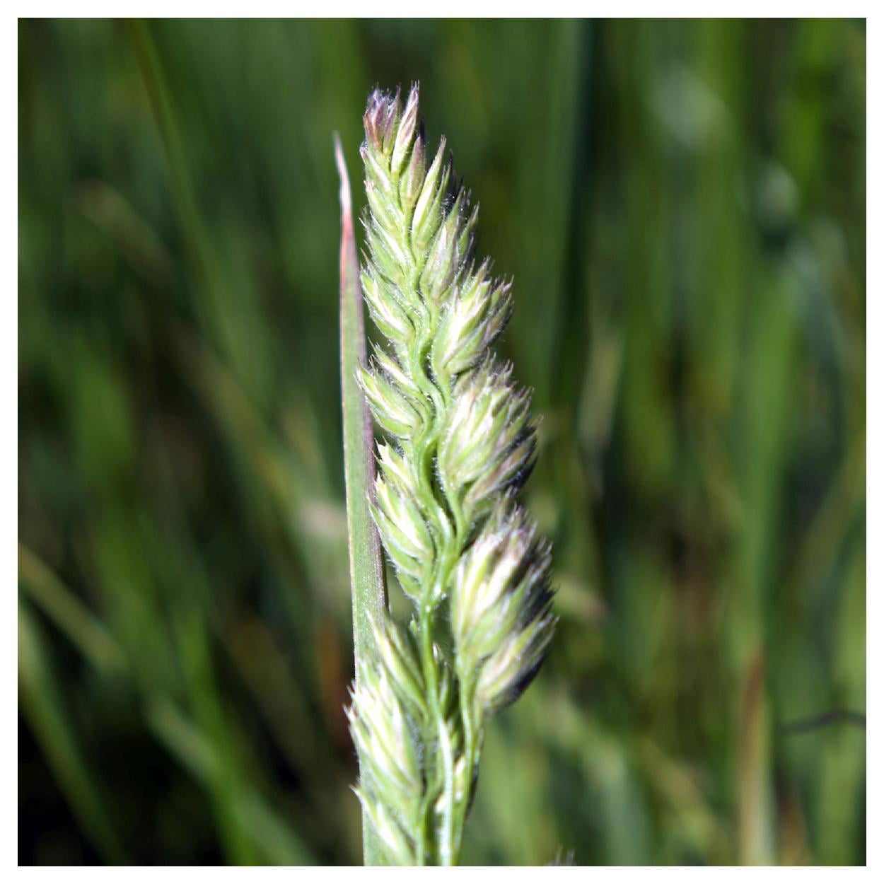 Everwilde Farms - 1/4 lb Upland Wild Timothy Native Grass Seeds - Gold ...