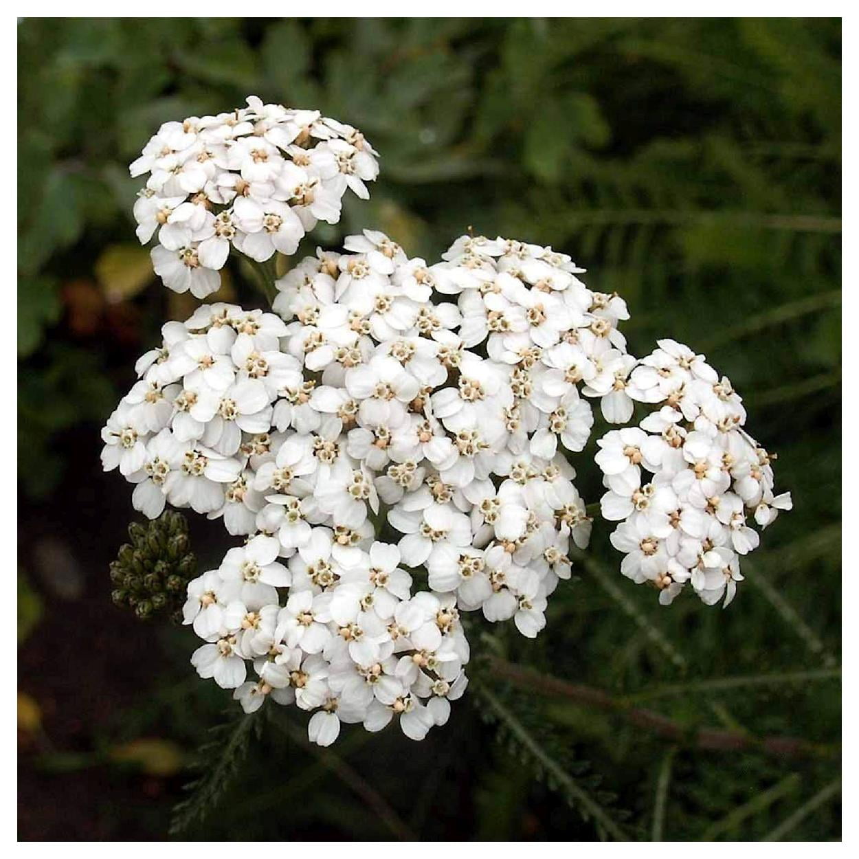 Everwilde Farms - 1/4 lb White Yarrow Native Wildflower Seeds - Gold ...