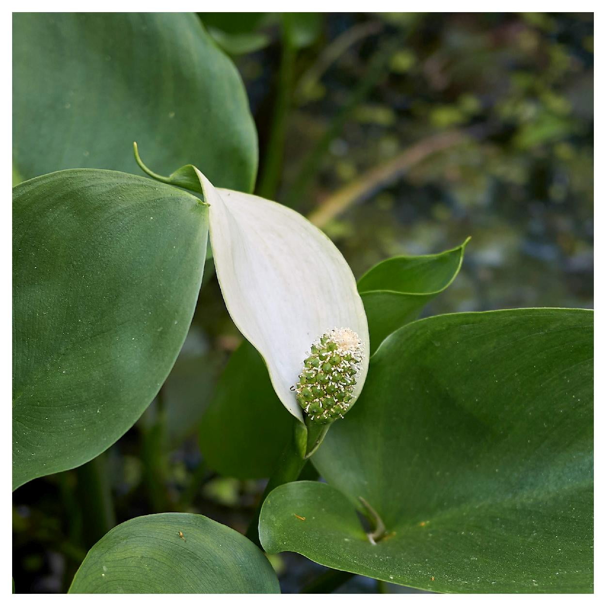 Everwilde Farms - 1 lb Arrow Arum Native Wildflower Seeds - Gold Vault ...