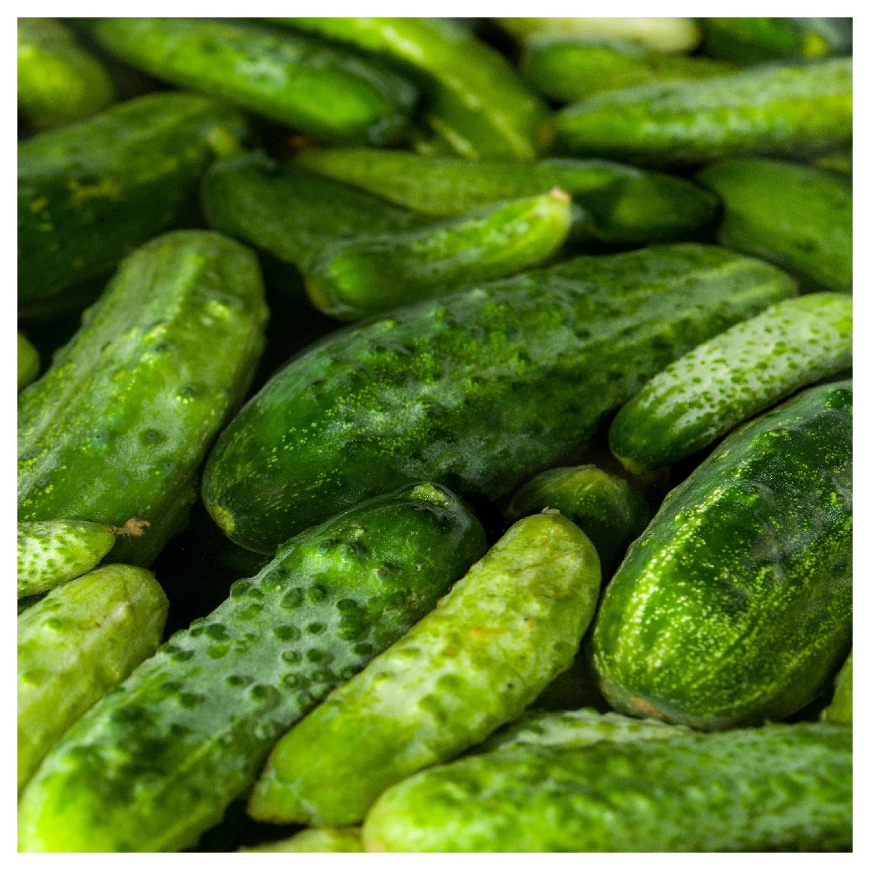 Everwilde Farms - 1 lb Boston Pickling Cucumber Seeds - Gold Vault Bulk ...